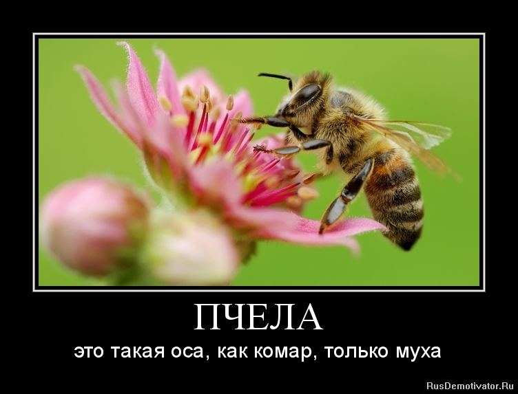 Пчеловод | Фельдшер | Дзен