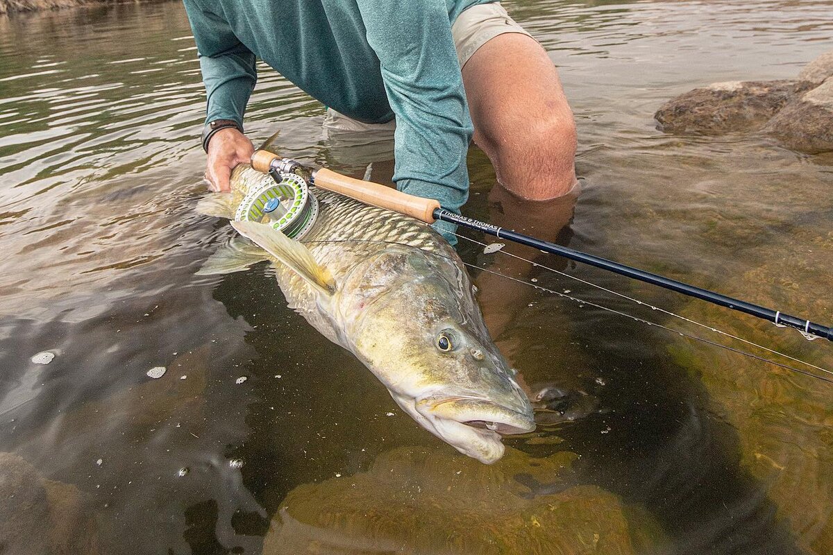 Желтый усач большеротый (Labeobarbus kimberleyensis) или Largemouth ...