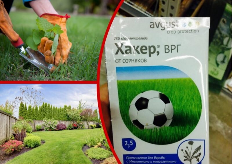 «Хакер» от сорняков: инструкция по применению на газоне | Огородные ...
