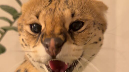 London-big-cat | Оливия ухаживает за цветами 😂 | Дзен