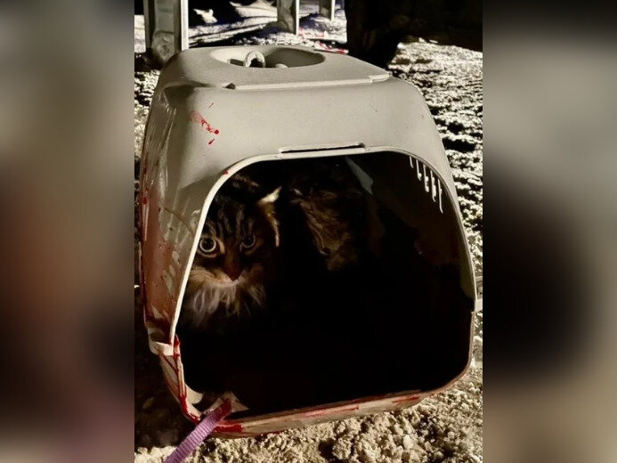Кошке которая попала в ДТП вместе с хозяевами нашли новый дом