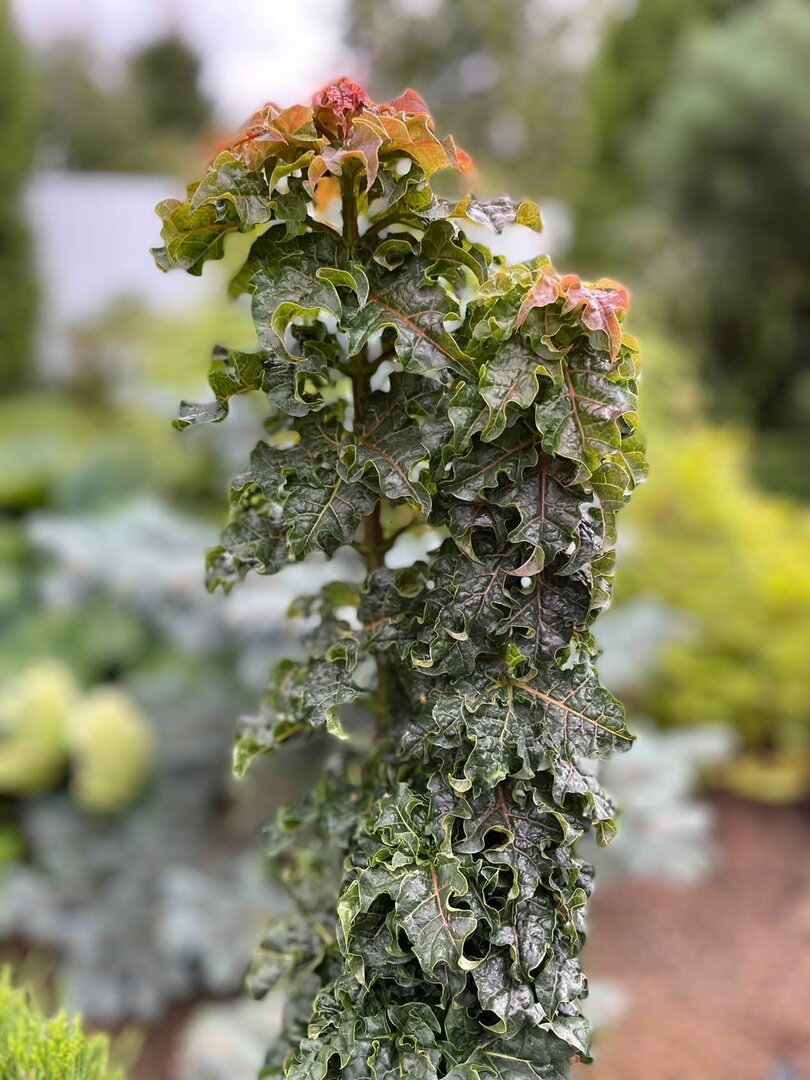 Веерные японские клены — модная новинка для сада. О сортах и ...