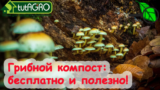 КОМПОСТ С ГРИБАМИ! Дары леса - грибы! Не только жарить и варить, но и ...