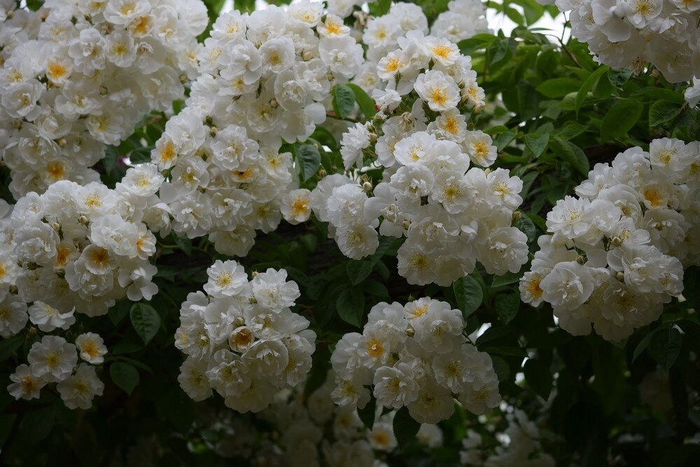 Розарий в садах Kew. | Карельские Дачники | Дзен
