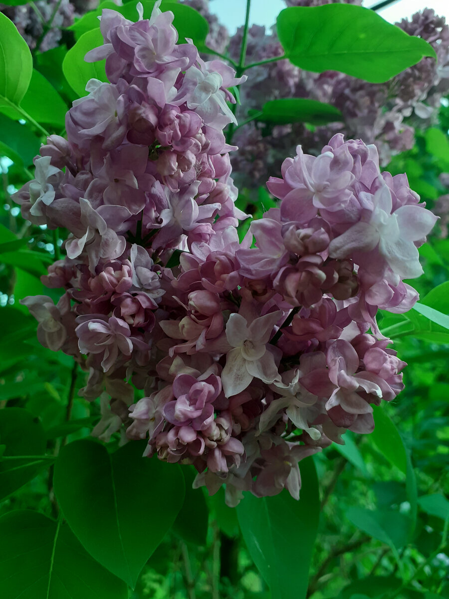 Мои французские сирени.Michel Buchner и Katherine Havemeyer ...