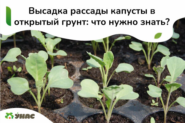 Пересадка рассады капусты в грунт: подкормка и уход | Садовита – дачная ...