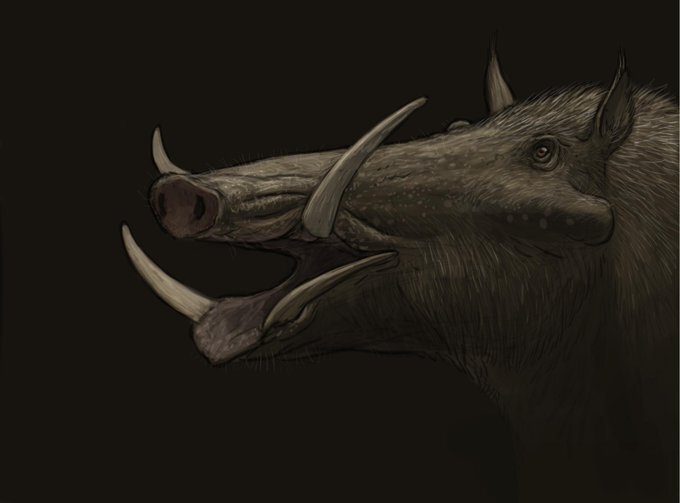 Целебохоэр (Celebochoerus) и метридиохоэр (Metridiochoerus) – крупные ...