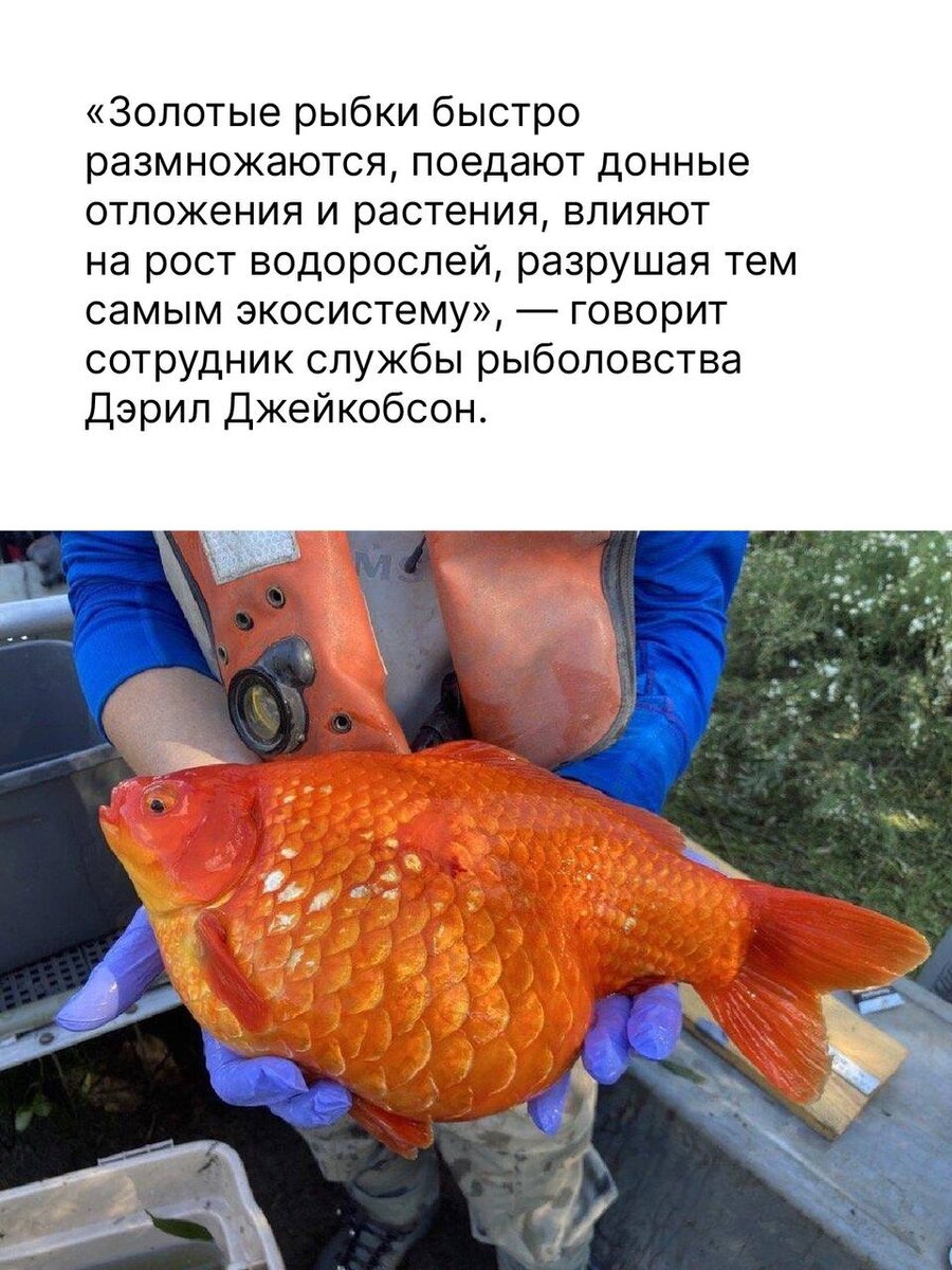 Золотые рыбки на воле вырастают огромными и вредят экологии: только ...