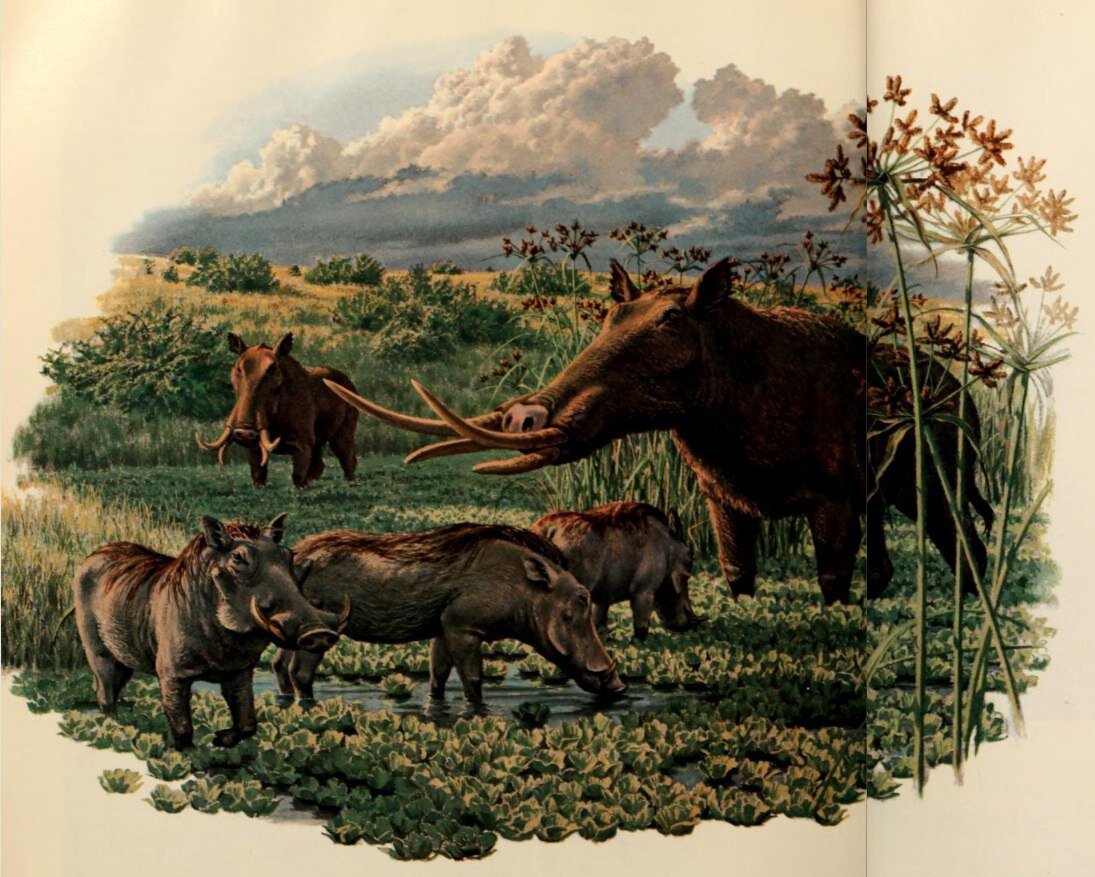 Целебохоэр (Celebochoerus) и метридиохоэр (Metridiochoerus) – крупные ...