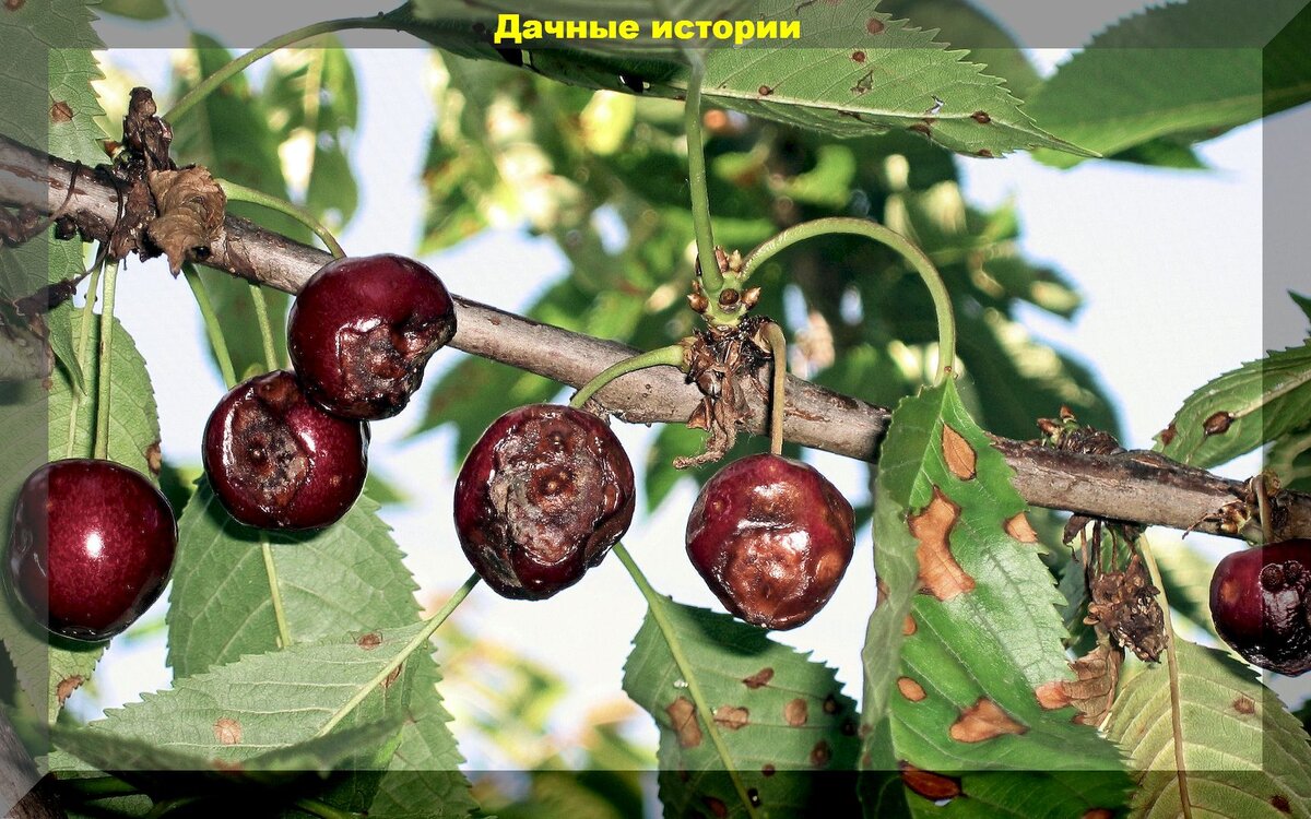 Монилиоз: как защитить плодовые деревья и кустарники в саду от ...