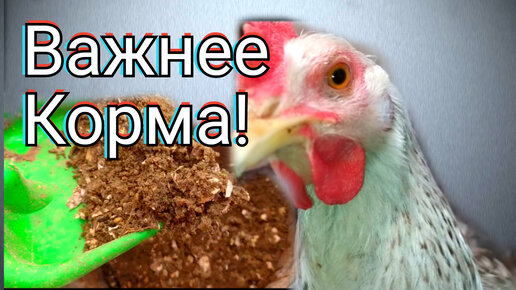 Что и как я даю курам чтобы повысить яйценоскость! Особенности ...