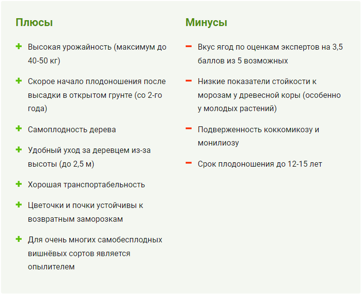 Вишня Любская: описание этого высокоурожайного сорта. | Дачник.RU | Дзен