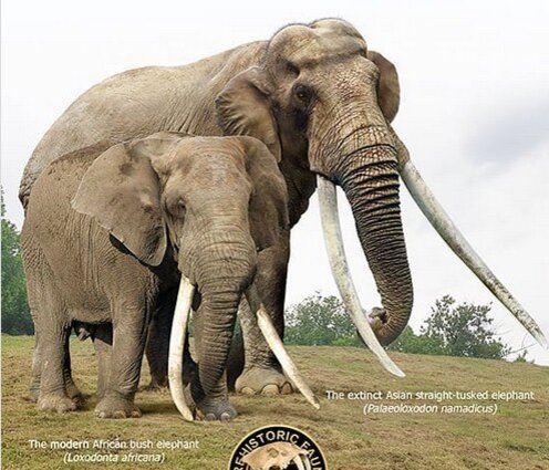 Палеолоксодон намадикус (Palaeoloxodon namadicus) или Азиатский ...