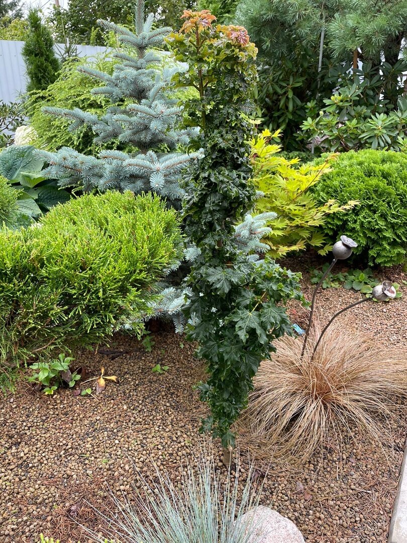 Веерные японские клены — модная новинка для сада. О сортах и ...