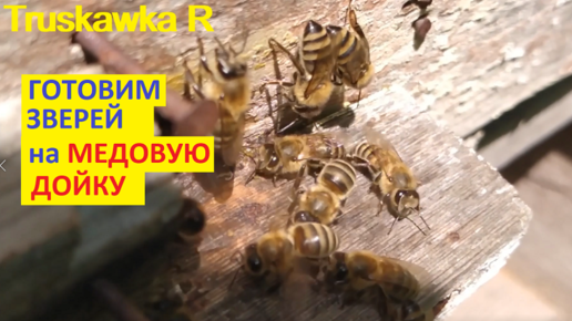 Пчёлы. За 25 дней превращаем жменю пчёл, в товарную семью на большой медосбор. | Канал Techno ...