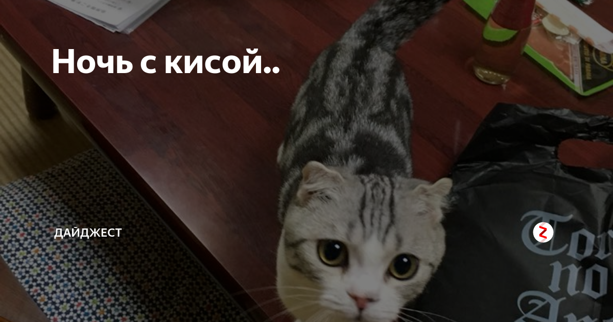 Ночь с кисой.. | ДАЙДЖЕСТ | Дзен