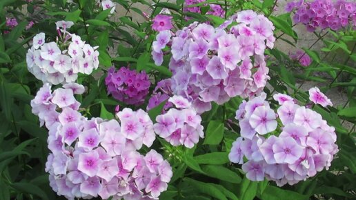 Какое удобрение выбрать для флоксов в июле | Дача ягодки цветочки | Дзен