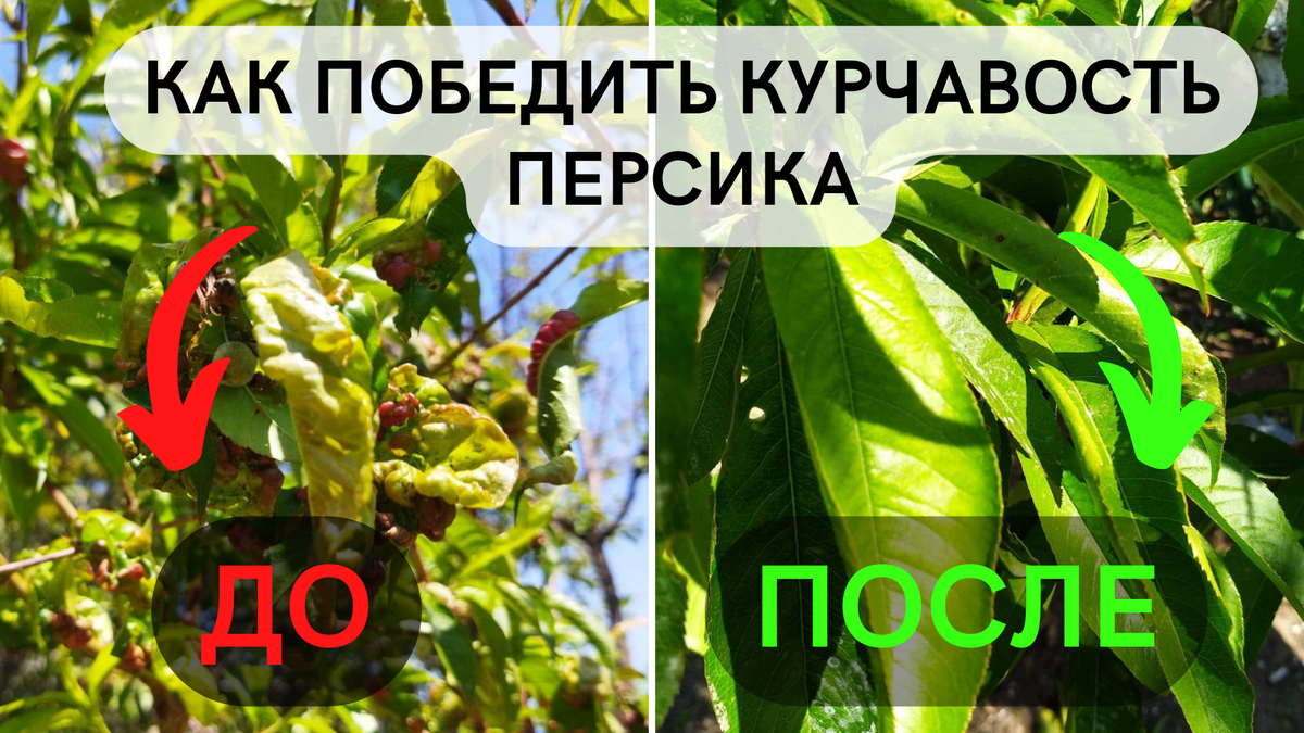 Нашел способ, как избавиться от курчавости персика! Помог бюджетный ...