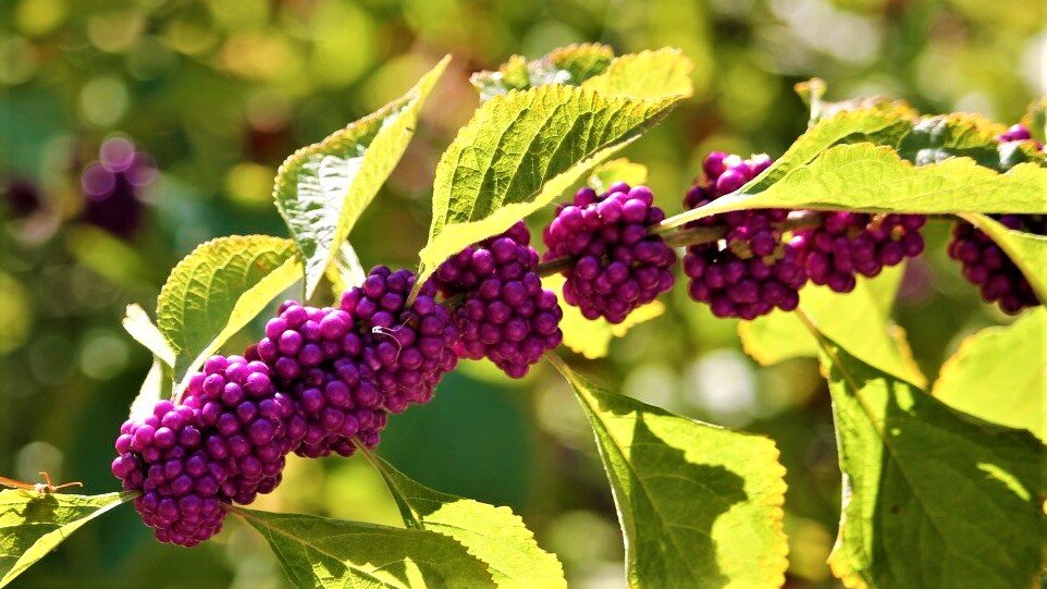 Эффектный кустарник красивый даже зимой Gardenlife Дзен