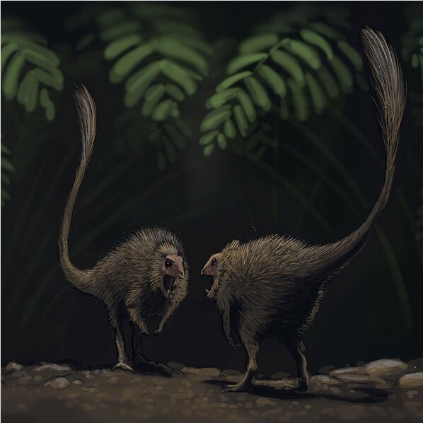 Маниденс (Manidens condorensis) – деньги и танцы тут не при чём ...