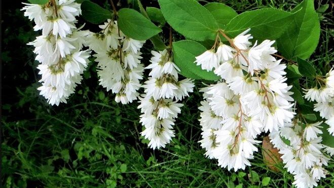 Неприхотливый кустарник с невероятно обильным цветением! | GardenLife ...