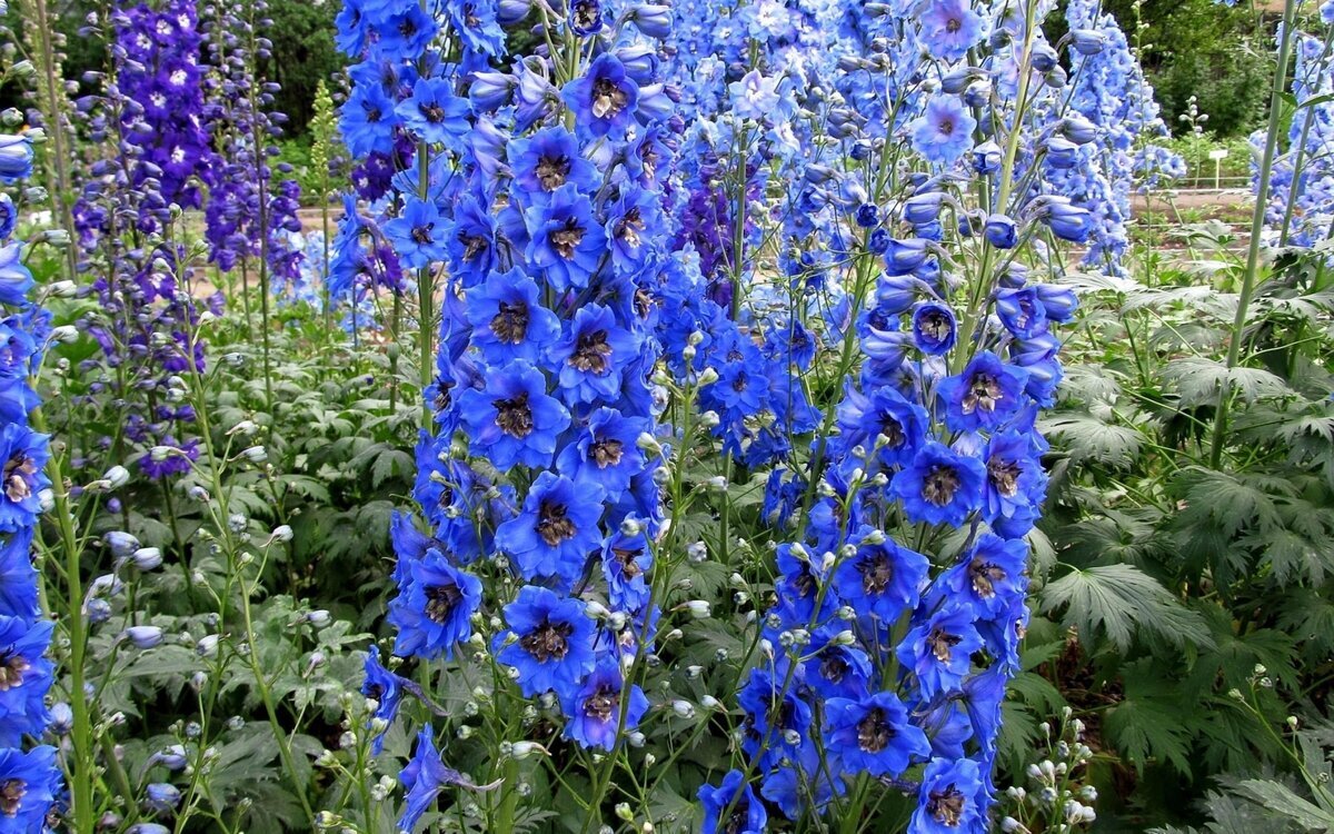 7 preciosas flores azules para animar tu jardín – mi trucos caseros