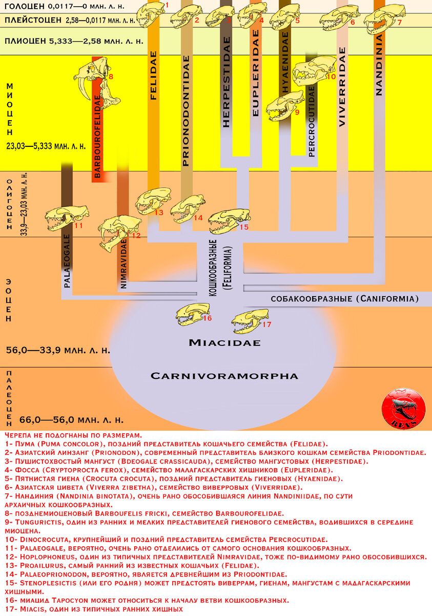 Происхождение кошачьих. Часть 2: кошкообразные (Feliformia) | Есть ...