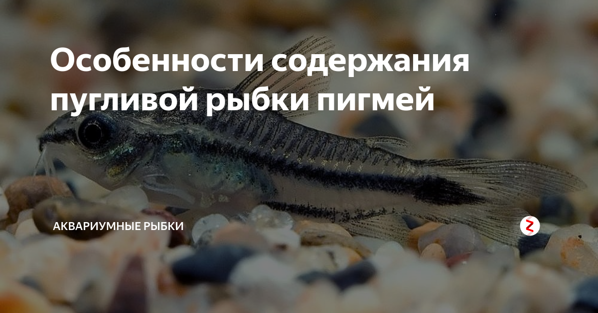 Особенности содержания пугливой рыбки пигмей Аквариумные рыбки Дзен