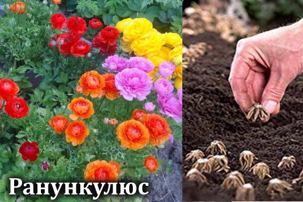 Какие луковичные выкапывают на зиму и когда это нужно делать | Любимая ...