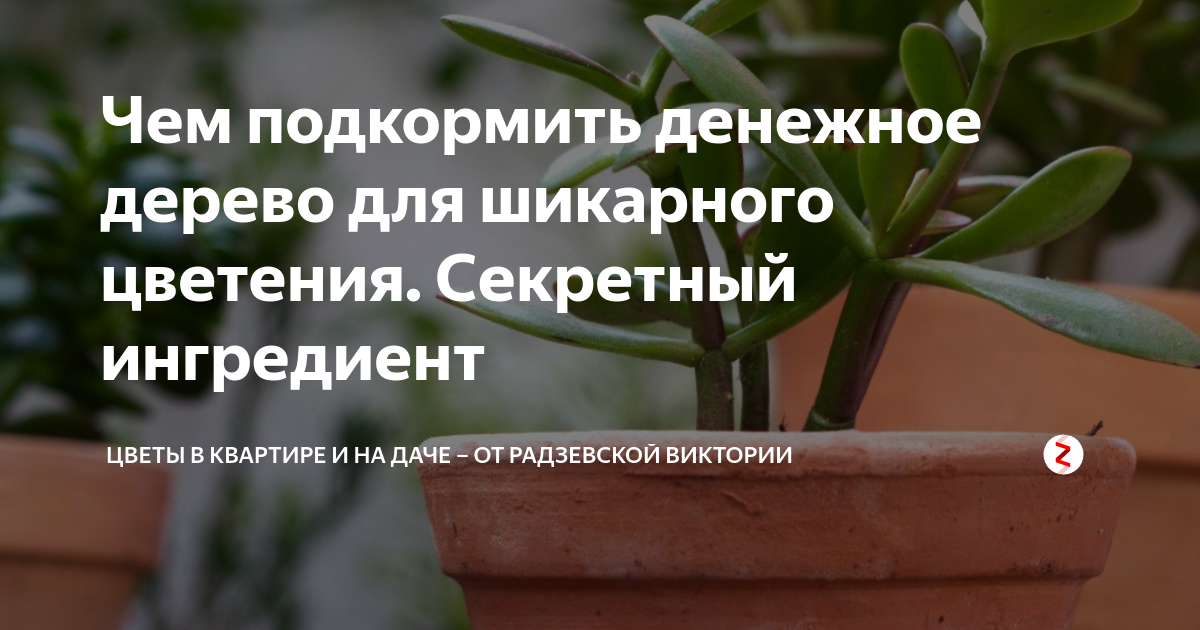 Чем подкормить денежное дерево для шикарного цветения. Секретный ...