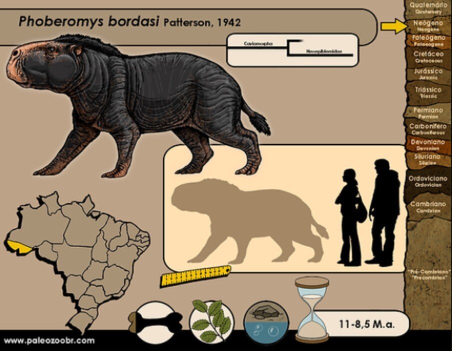 Фоберомисы (Phoberomys) – одни из самых огромных грызунов в истории ...