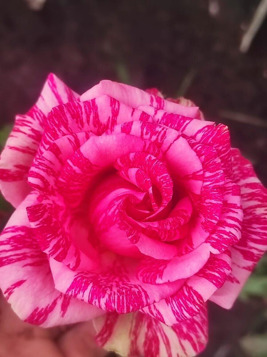 🌹 Пинк Интуишн. | Розарий🌹Ангелочек | Дзен