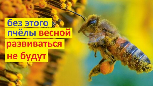 Пять ресурсов, которые необходимы пчёлам, для успешного развития весной. Иначе толку не будет ...