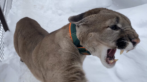Реакция наших пум на моего братика Ярослава | London-big-cat | Дзен
