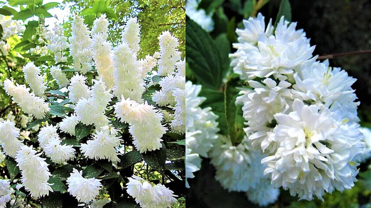 Неприхотливый кустарник с невероятно обильным цветением! | GardenLife ...
