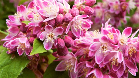 Неприхотливый кустарник с невероятно обильным цветением! | GardenLife ...
