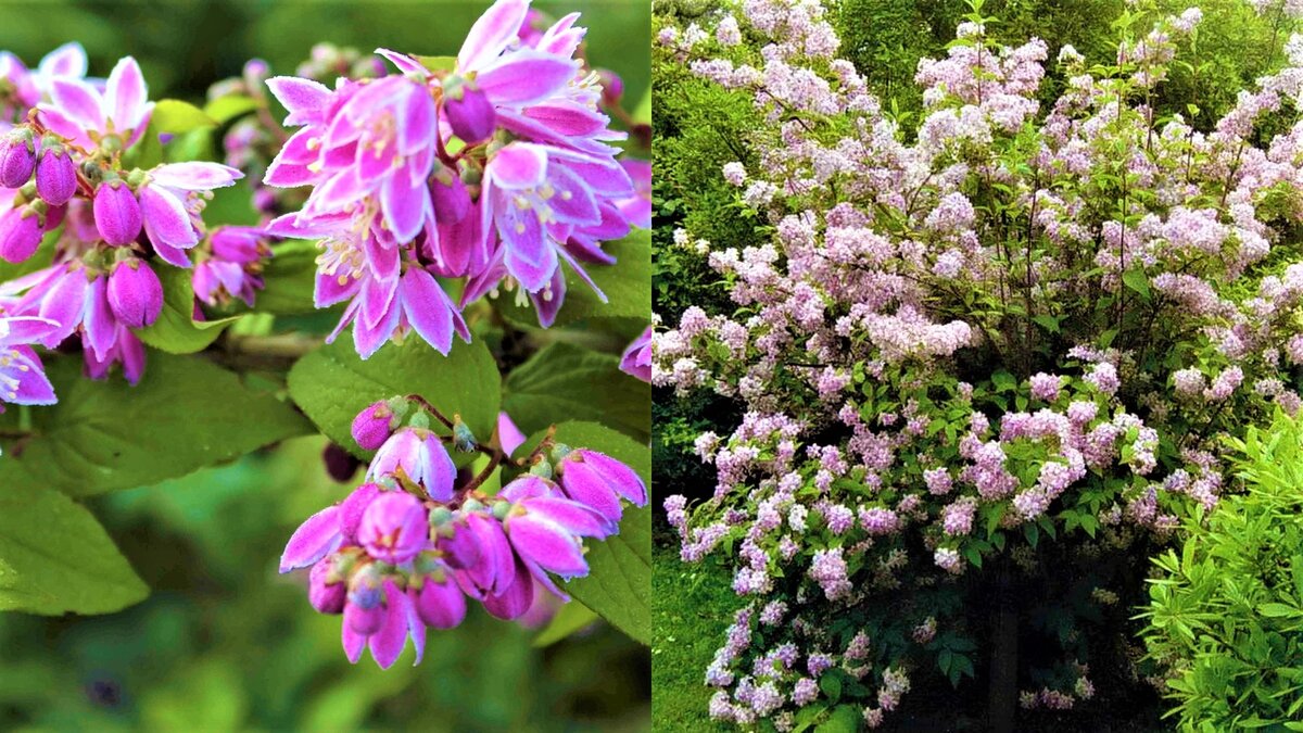 Неприхотливый кустарник с невероятно обильным цветением! | GardenLife ...