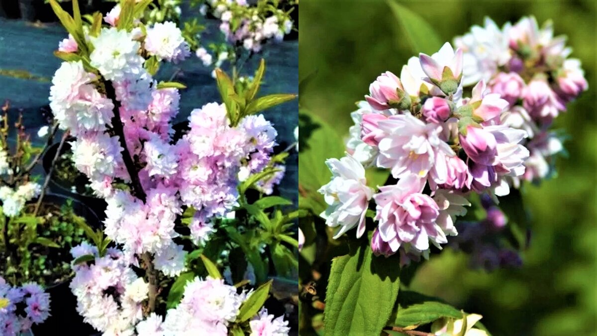 Неприхотливый кустарник с невероятно обильным цветением! | GardenLife ...