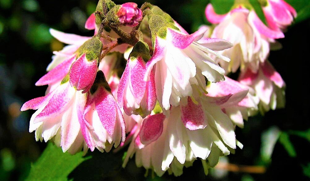 Неприхотливый кустарник с невероятно обильным цветением! | GardenLife ...
