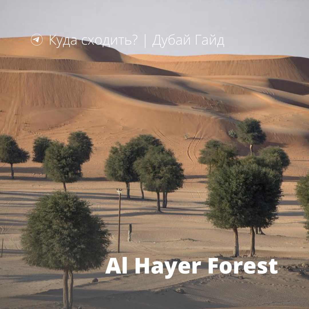 Красоты природы ОАЭ | Недвижимость России. Дубая и Турции. | Дзен