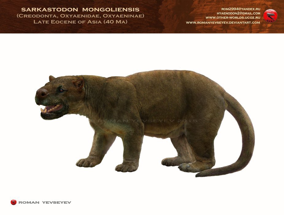 Саркастодон (Sarkastodon) – Гибрид кота и росомахи размером с белого ...