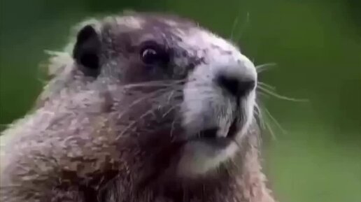 Телеканал ЧЕ! | Новые серии реалити-шоу «Решала» уже на chetv.ru!😁 | Дзен