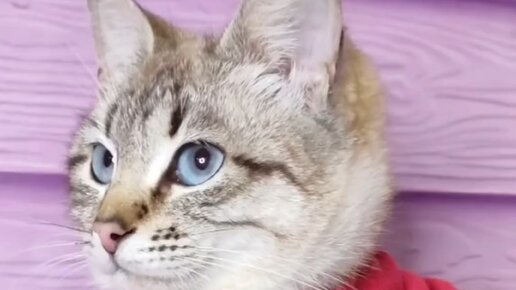 Energy cats | #8марта #котики | Дзен