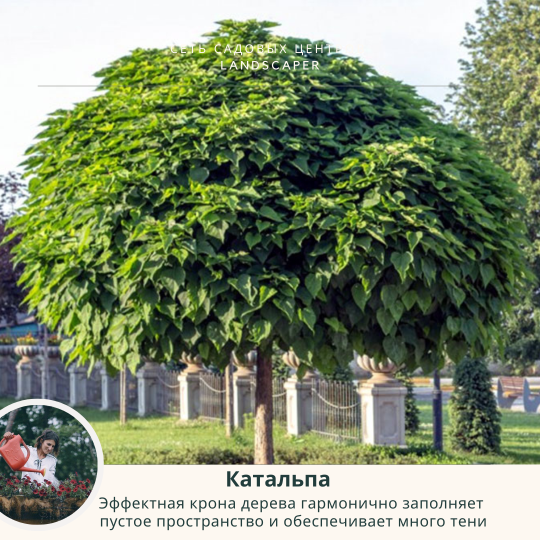 Топ 10 растений которые должны быть в каждом саду Все о ландшафтном дизайне Дзен