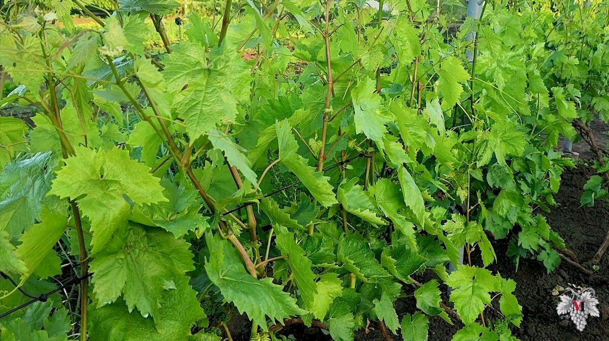 Самая ВАЖНАЯ ОБРАБОТКА Винограда! | Виноград VM | Дзен