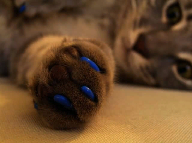 😾Чем опасны накладные антицарапки для кошек | Нос, хвост, лапы | Дзен
