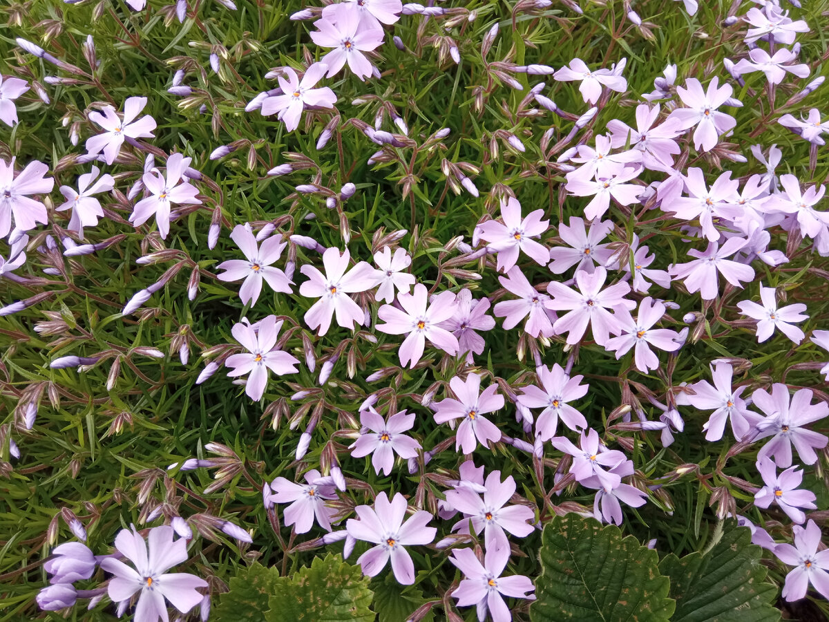 Какие семена цветов готовлю на следующий сезон? | Зелёная стрекоза 🌼🌼🌼 ...