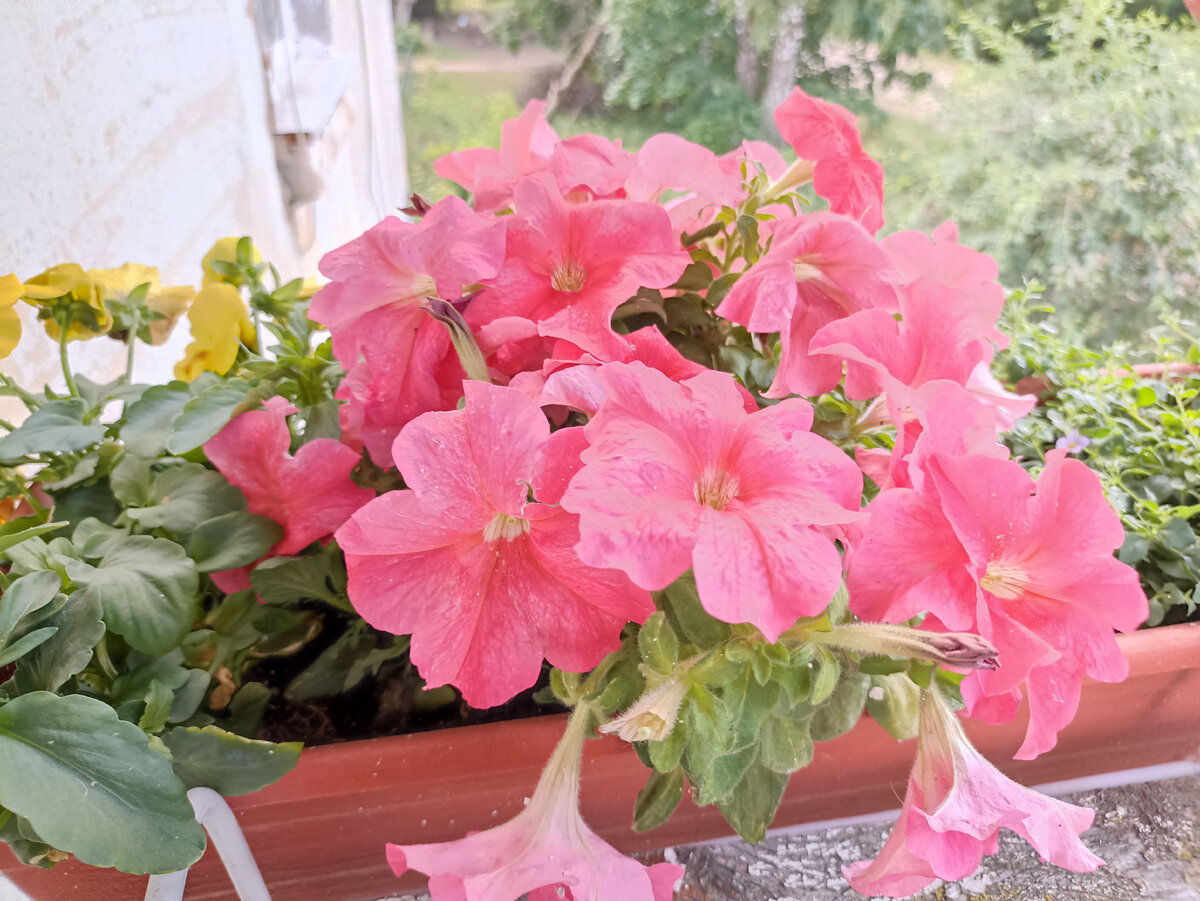 Закупаюсь на лето: список доступных Удобрений-помощников для цветов 🌺 ...