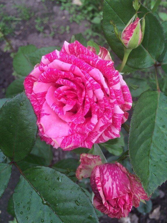 🌹 Пинк Интуишн. | Розарий🌹Ангелочек | Дзен