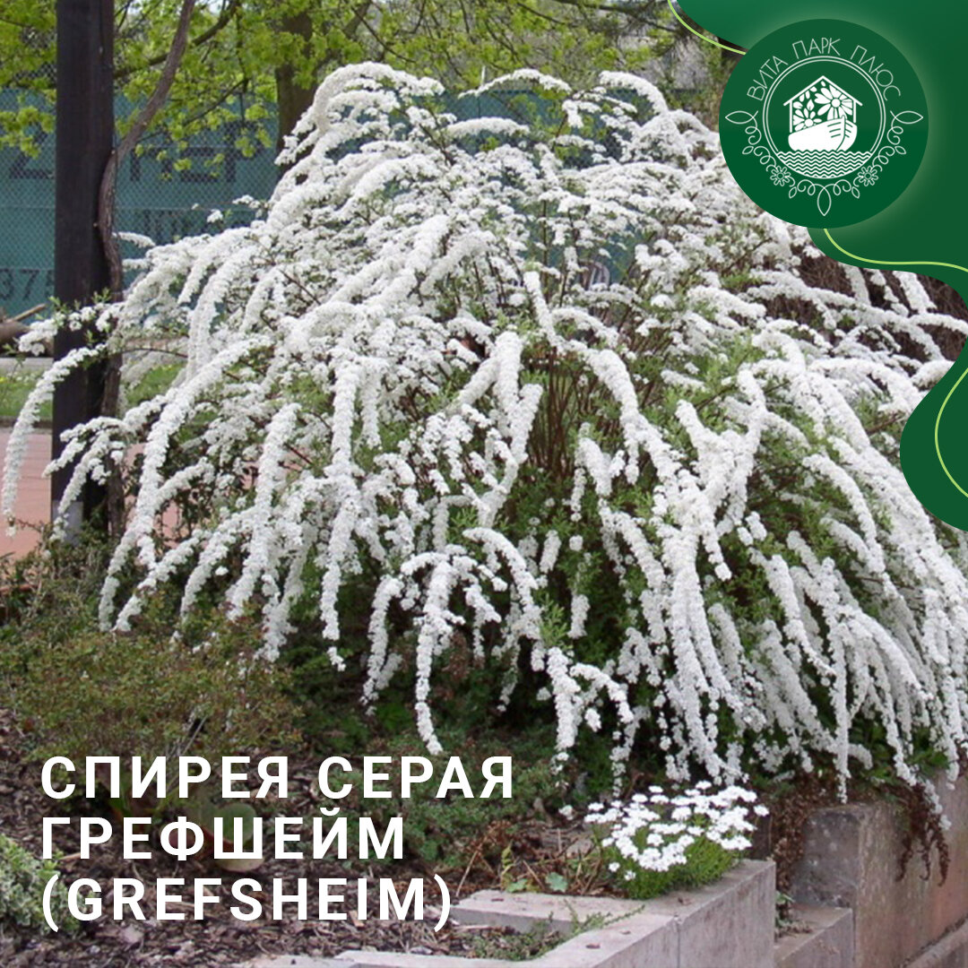 Спирея - очень красивый кустарник, который мы рекомендуем садоводам ...